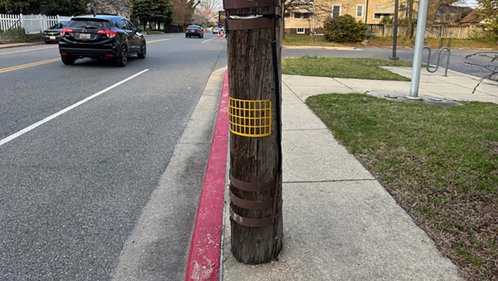 What Are These Things on the Telephone Poles? - Eye On Annapolis
