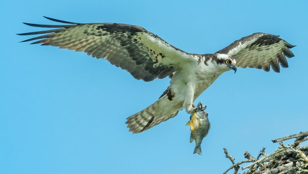 Alarm Raised: Severn River Osprey Nests Fail, Chicks Nearly Disappear ...